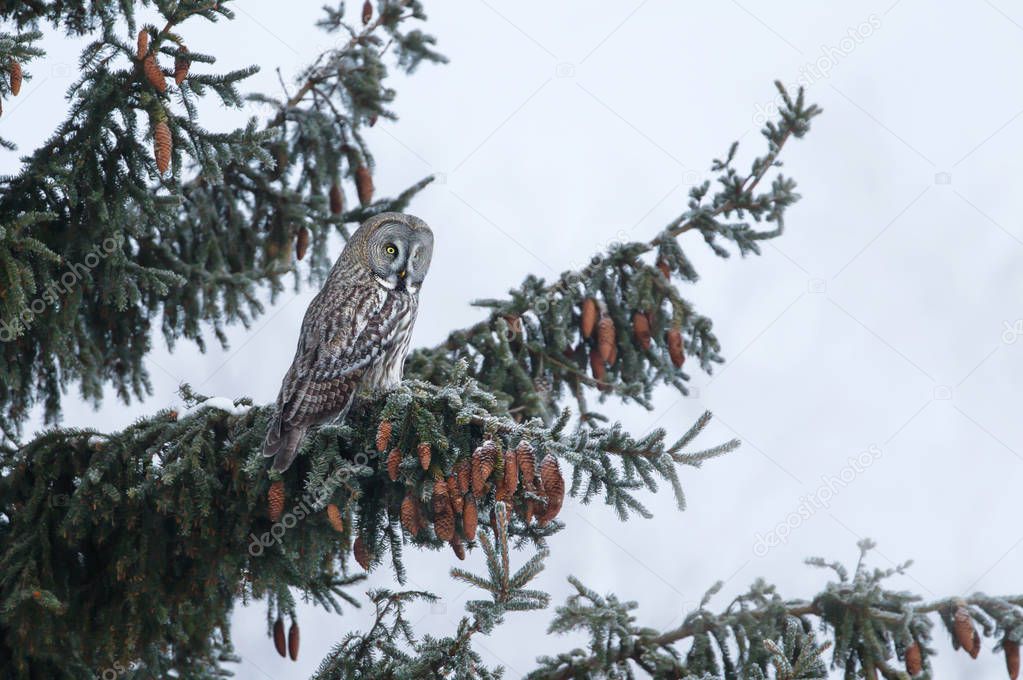 Gran búho gris posado en una rama de árbol en invierno, Finlandia 2023