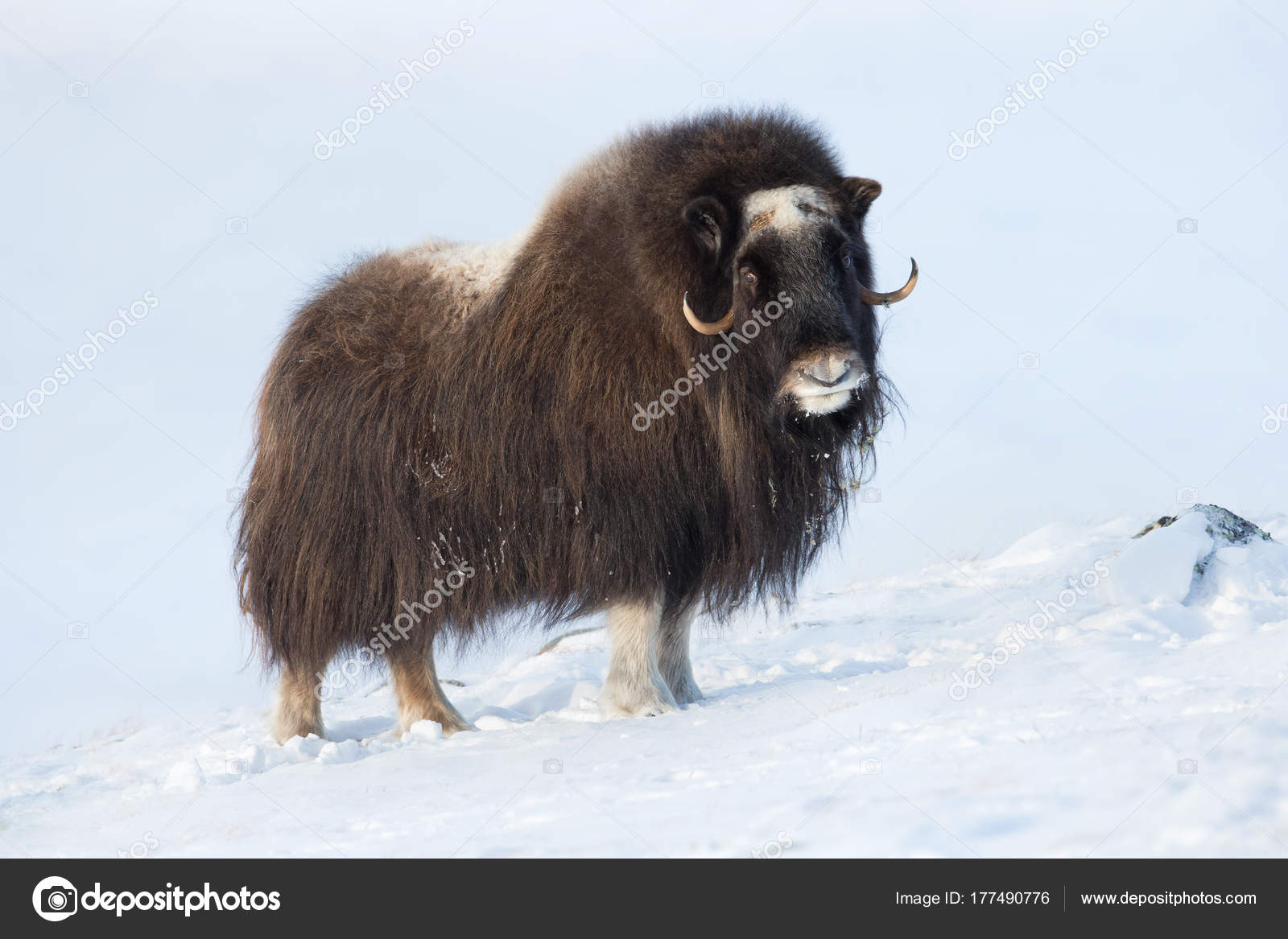 Male Musk Standing Mountains Dovrefjell Tough Winter Conditions Norway ...