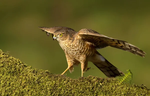 Hawk wings Stock Photos, Royalty Free Hawk wings Images | Depositphotos®