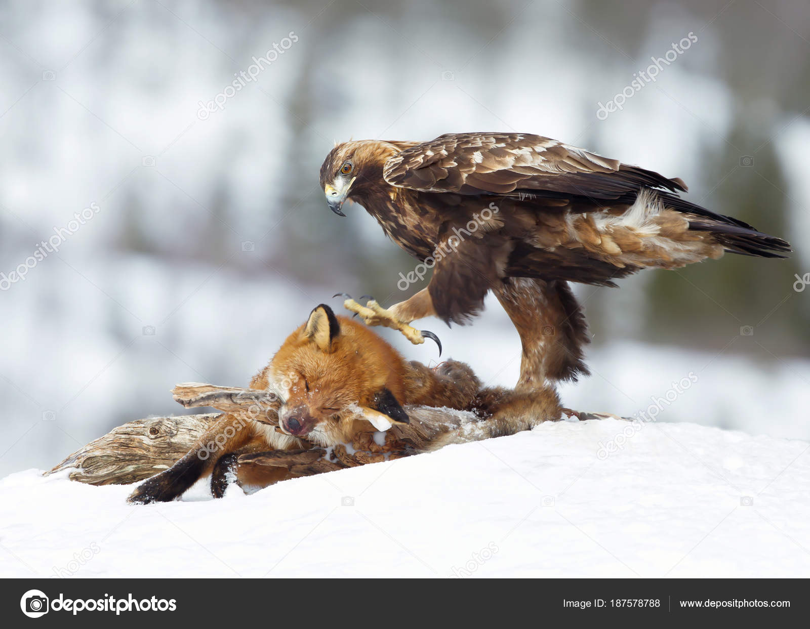 Golden Eagle feeding on a Red Fox in winter Stock Photo by ©Giedriius ...