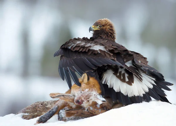 Golden Eagle feeding on a Red Fox in winter Stock Photo by ©Giedriius ...