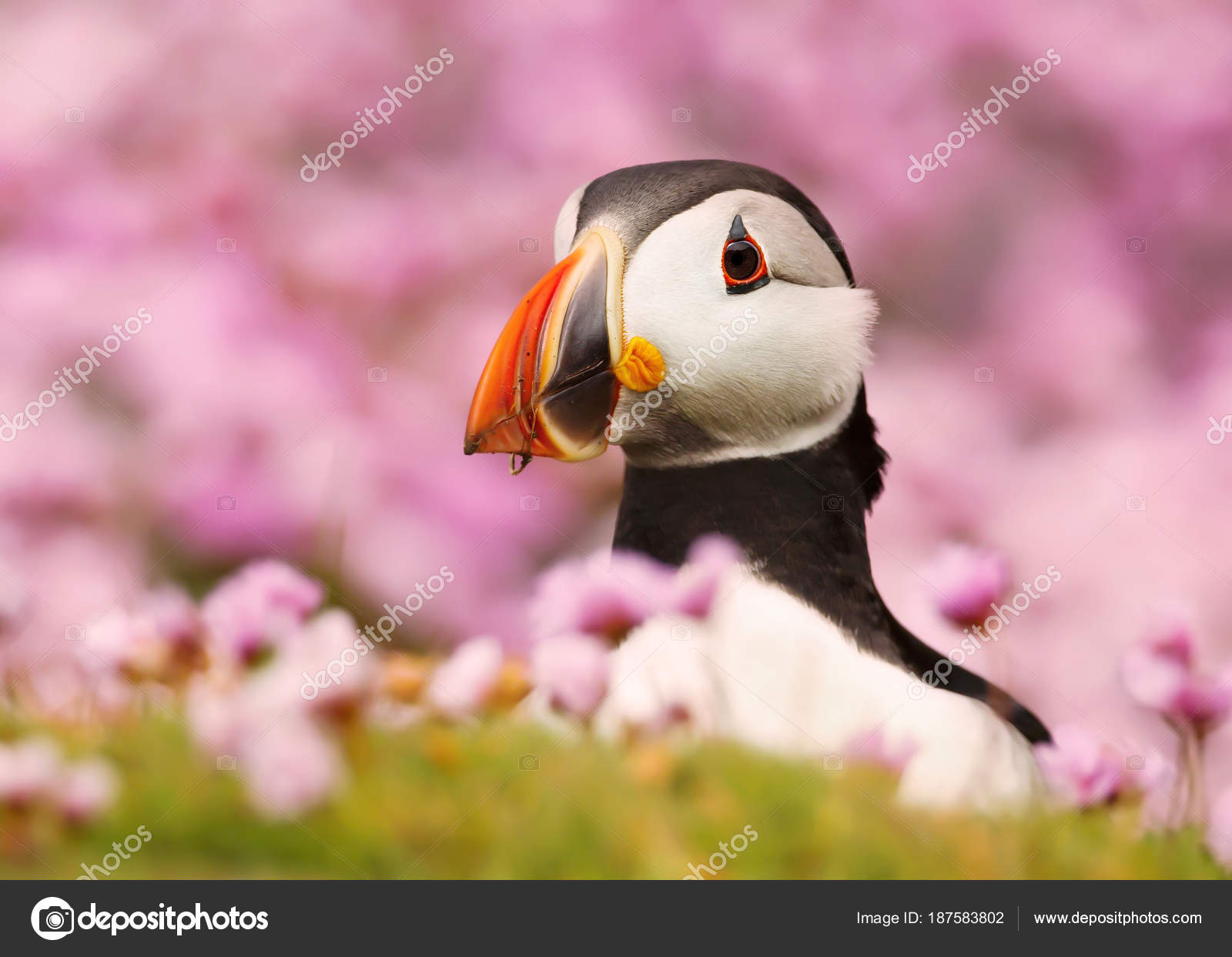Close up of Atlantic puffin standing in the field of thrift — Stock ...