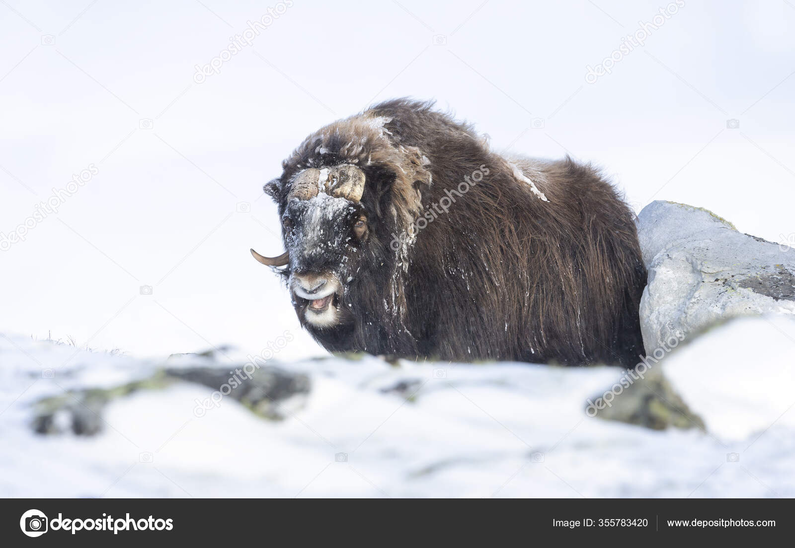 Close Male Musk Standing Snow Dovrefjell Mountains Norway — Stock Photo ...