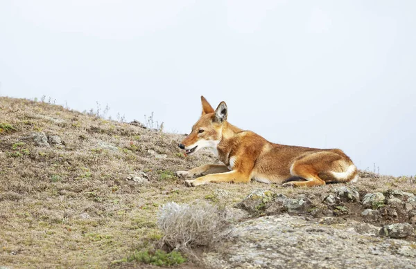 Raposa no monte andes Stock Photos, Royalty Free Raposa no monte andes ...
