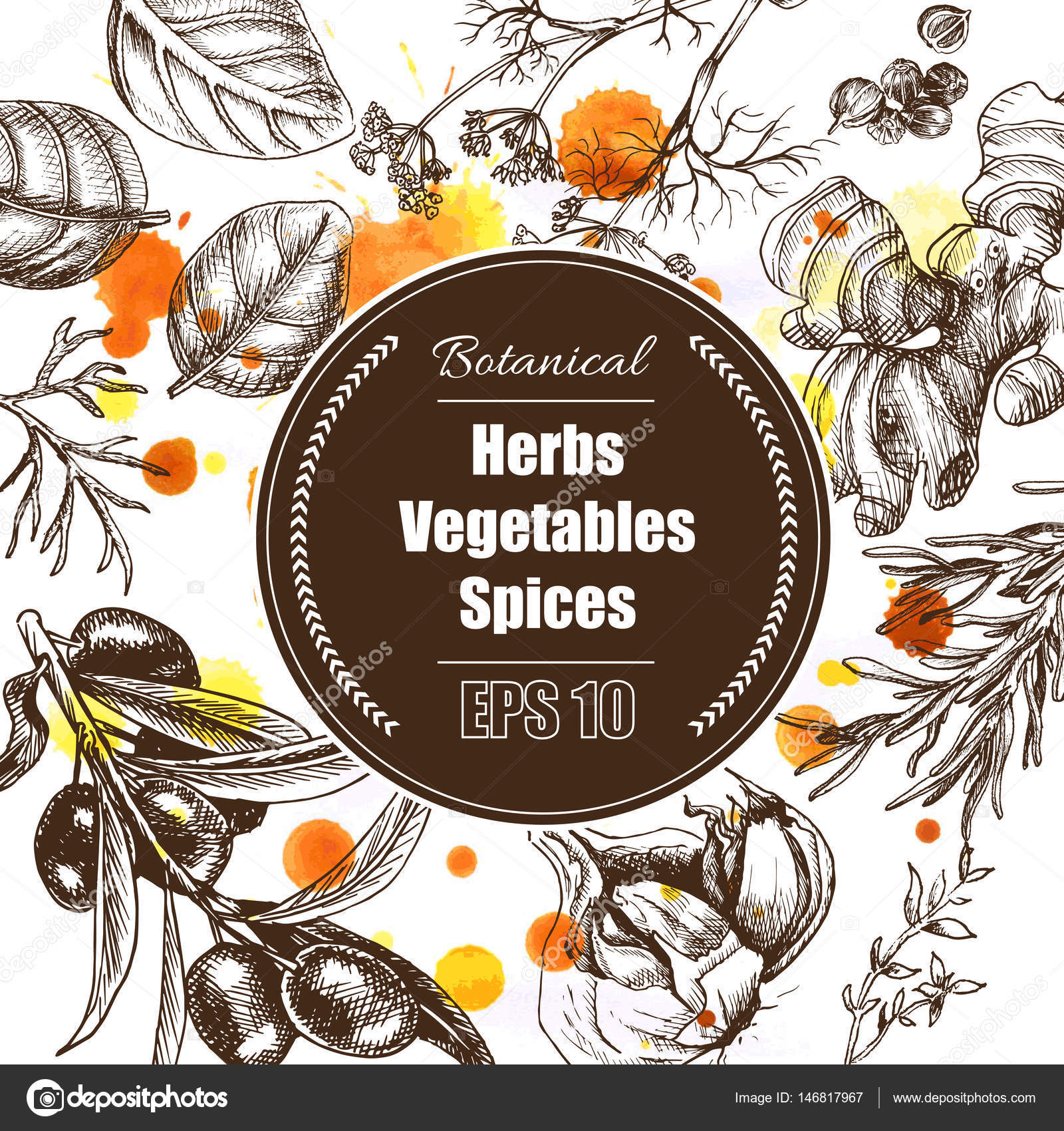 Vector background - spices, herbs, vegetables. Stock Illustration by ...