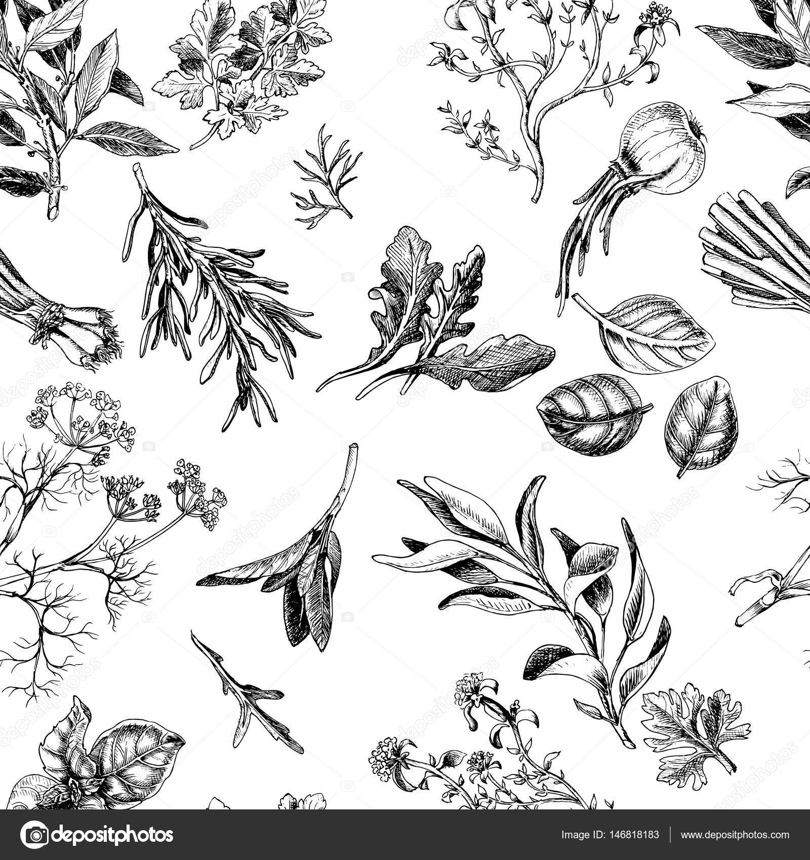 Vector background sketch herbs. Herbs - Bay leaf, dill, thyme, sage ...
