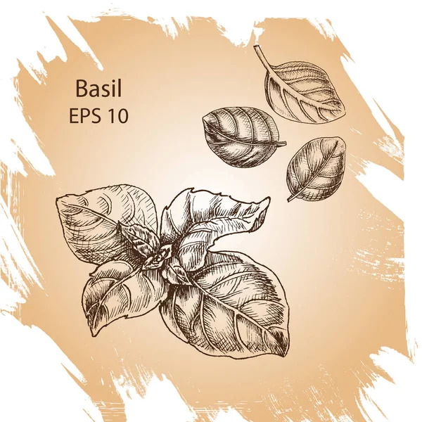 Basil, Royalty-free Basil Vector Images & Drawings | Depositphotos®