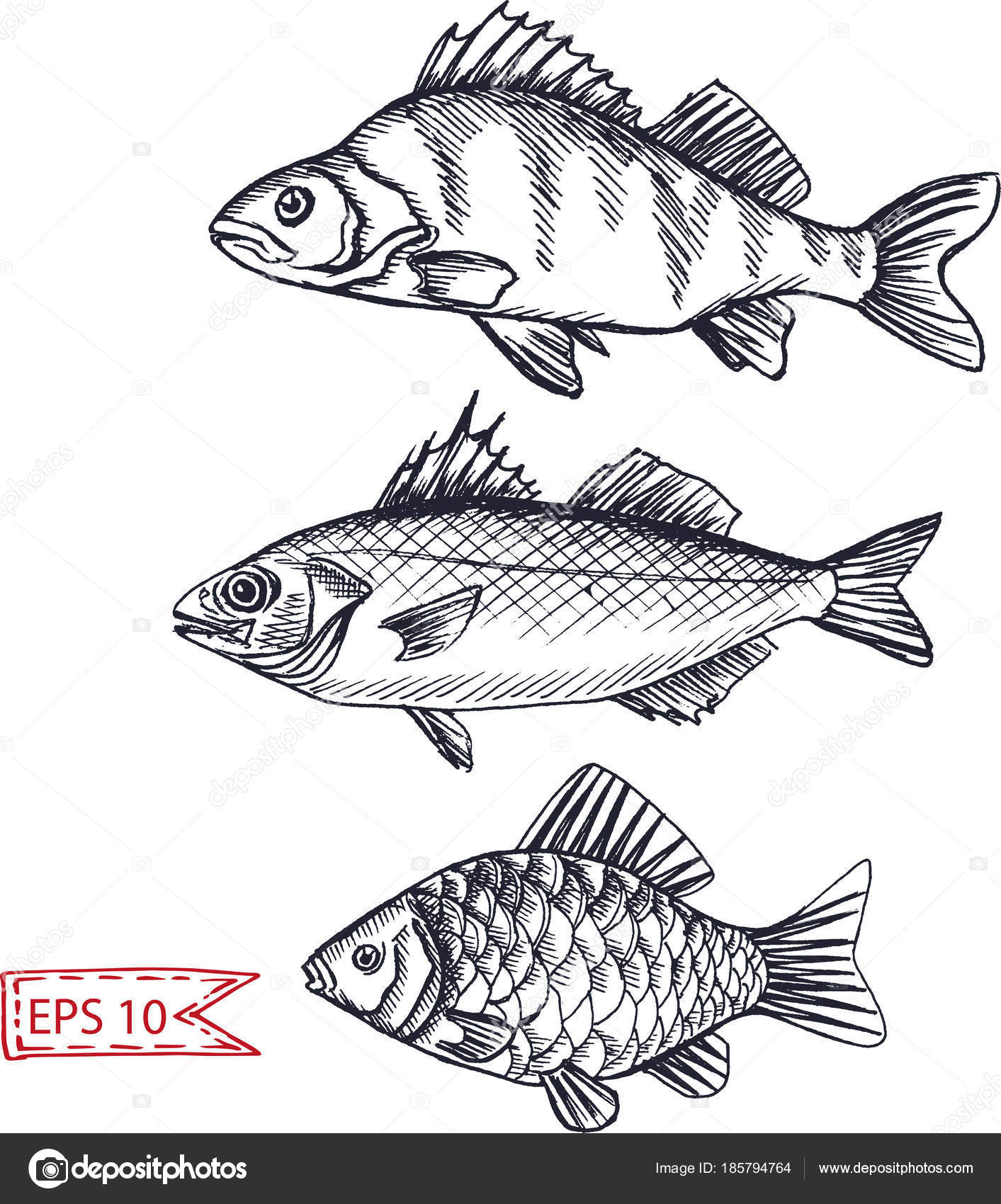 Hand Drawn Monochrome Sketch Fish Stock Vector Image by ©art-romashka ...