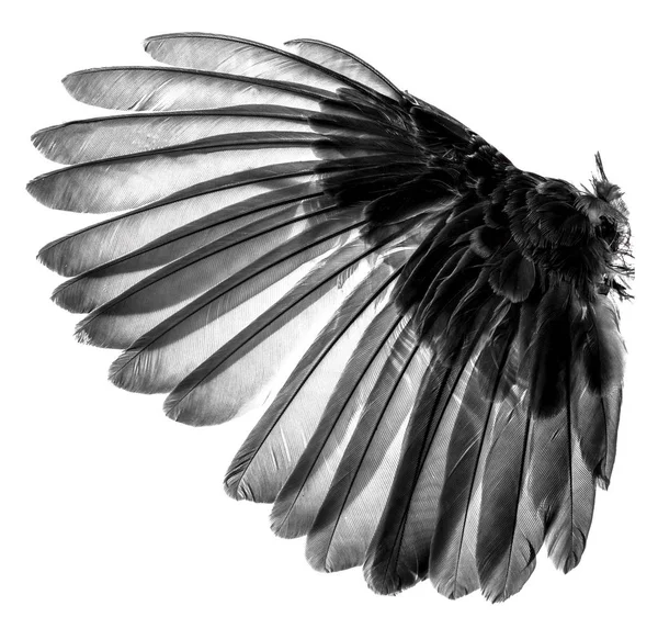 Crow wings Stock Photos, Royalty Free Crow wings Images | Depositphotos