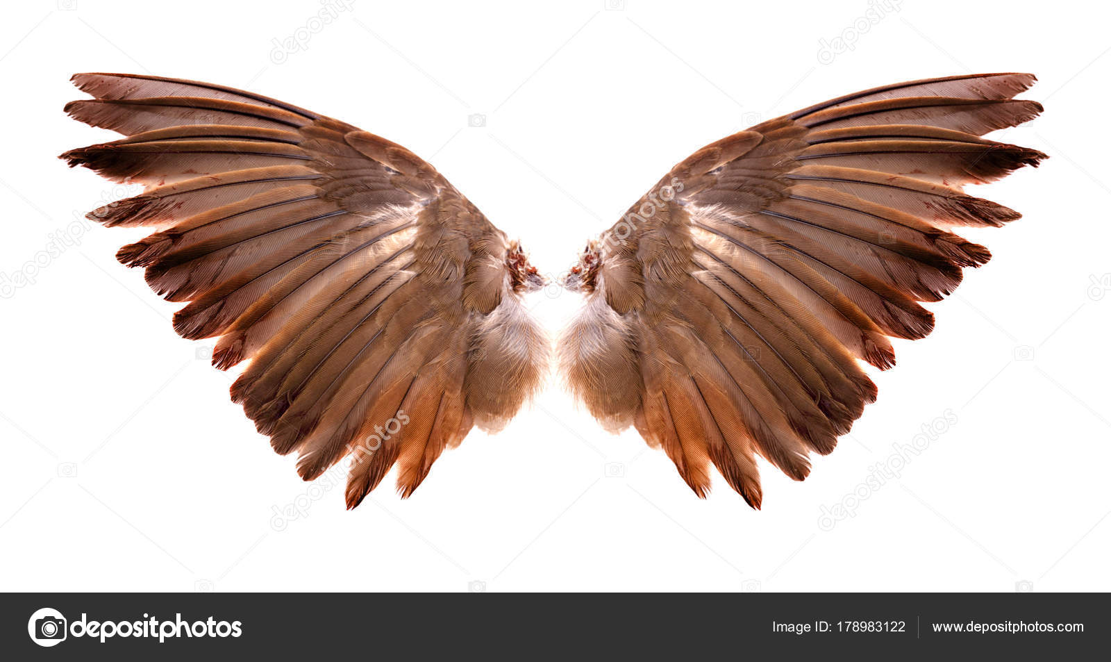 Alas de aves sobre fondo blanco — Foto de stock #178983122 © ungpaoman
