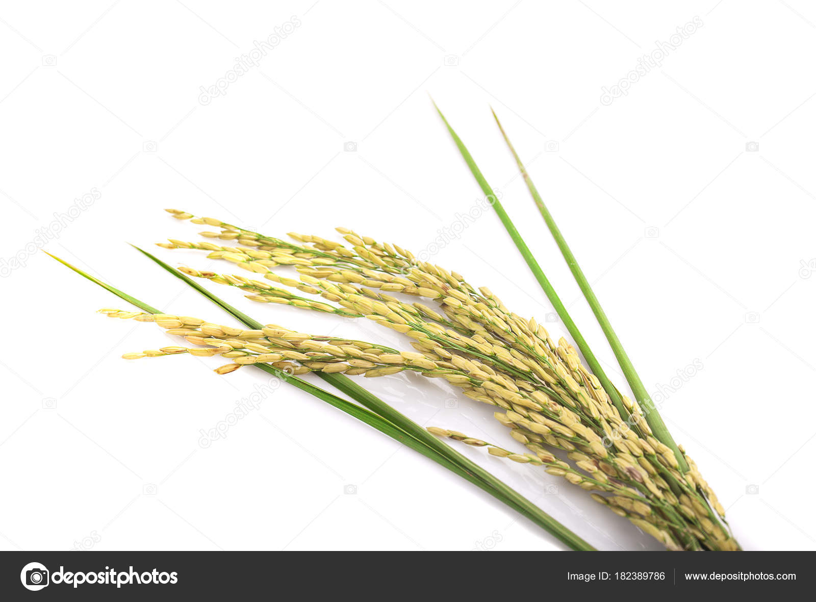 Green spike rice Isolated on white Background — Stock Photo © ungpaoman ...