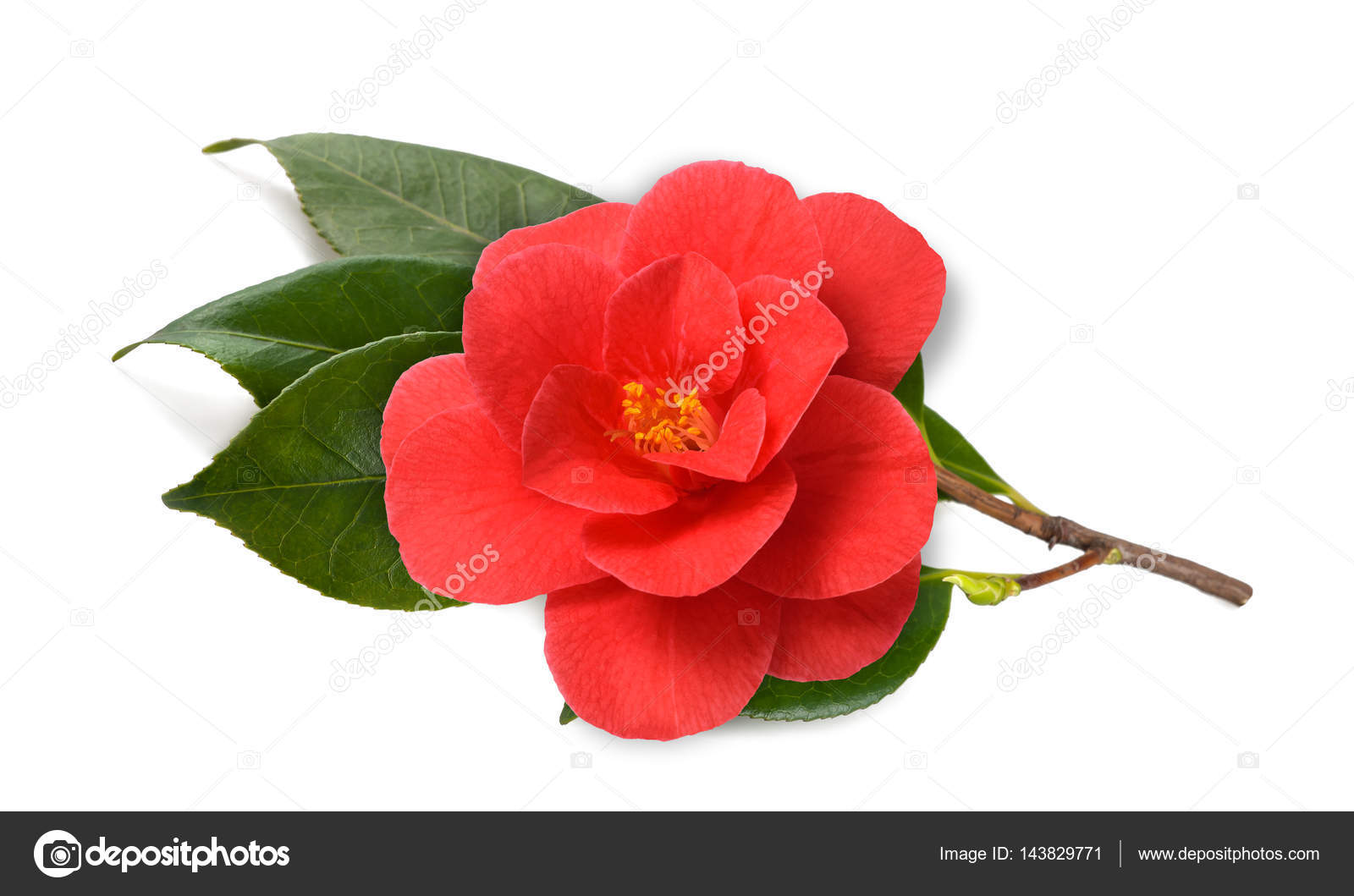 Камелия Красная Фото – Telegraph