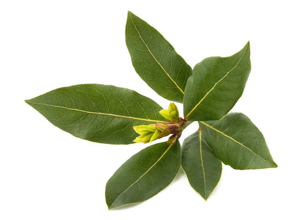 Rama de laurel fotos de stock, imágenes de Rama de laurel sin royalties ...