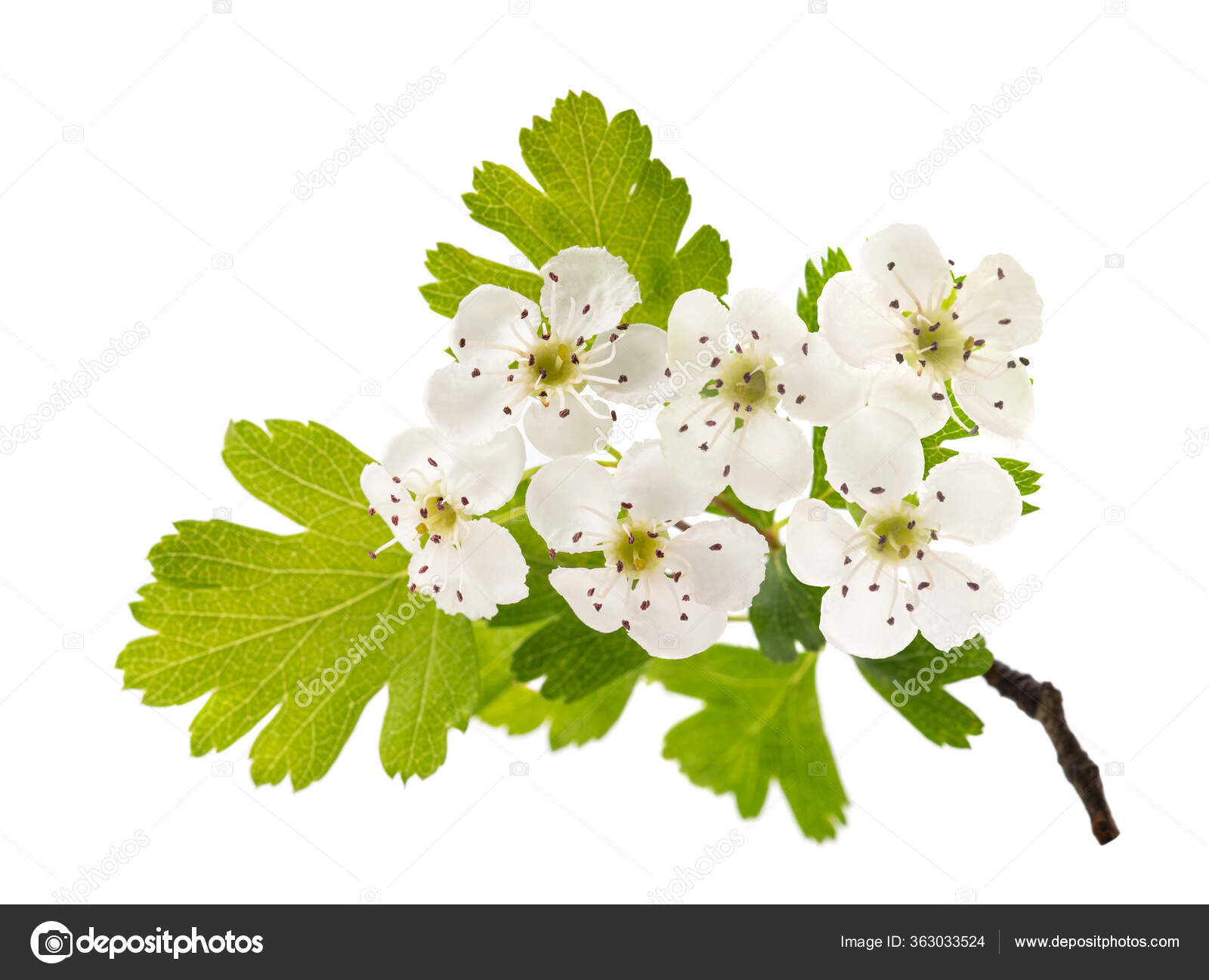 Crataegus Monogyna Leaf