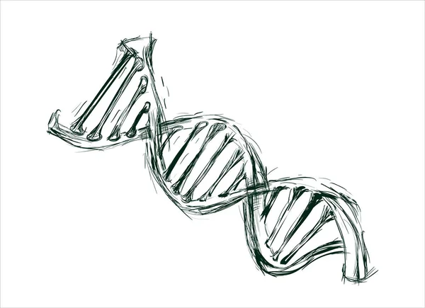Dna Strand Drawing
