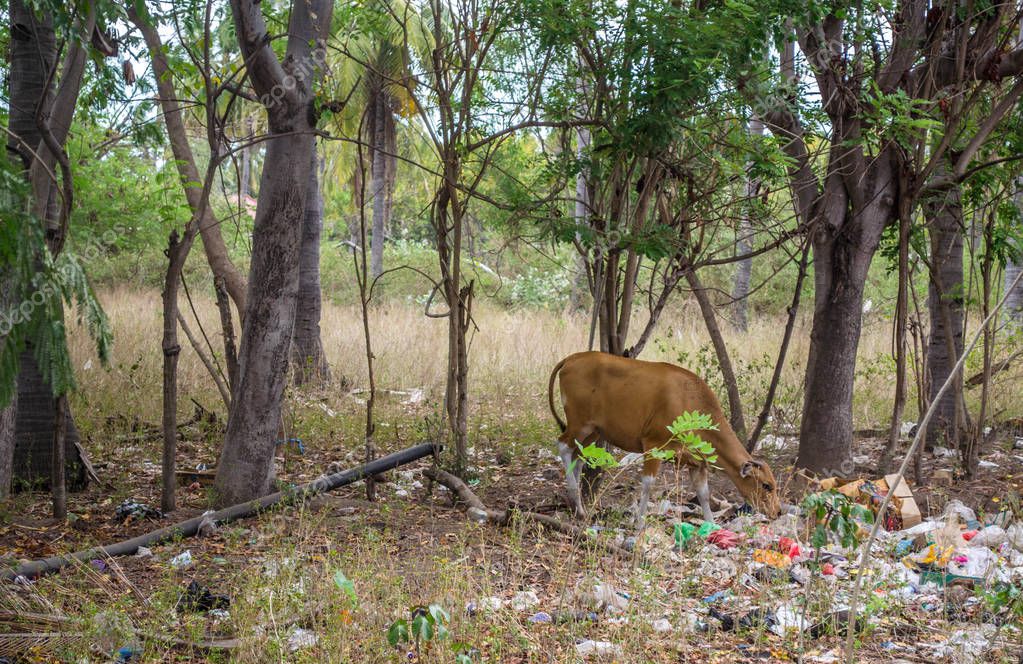Una vaca pastando en la pila de basura. Bosque cubierto con un lor de ...