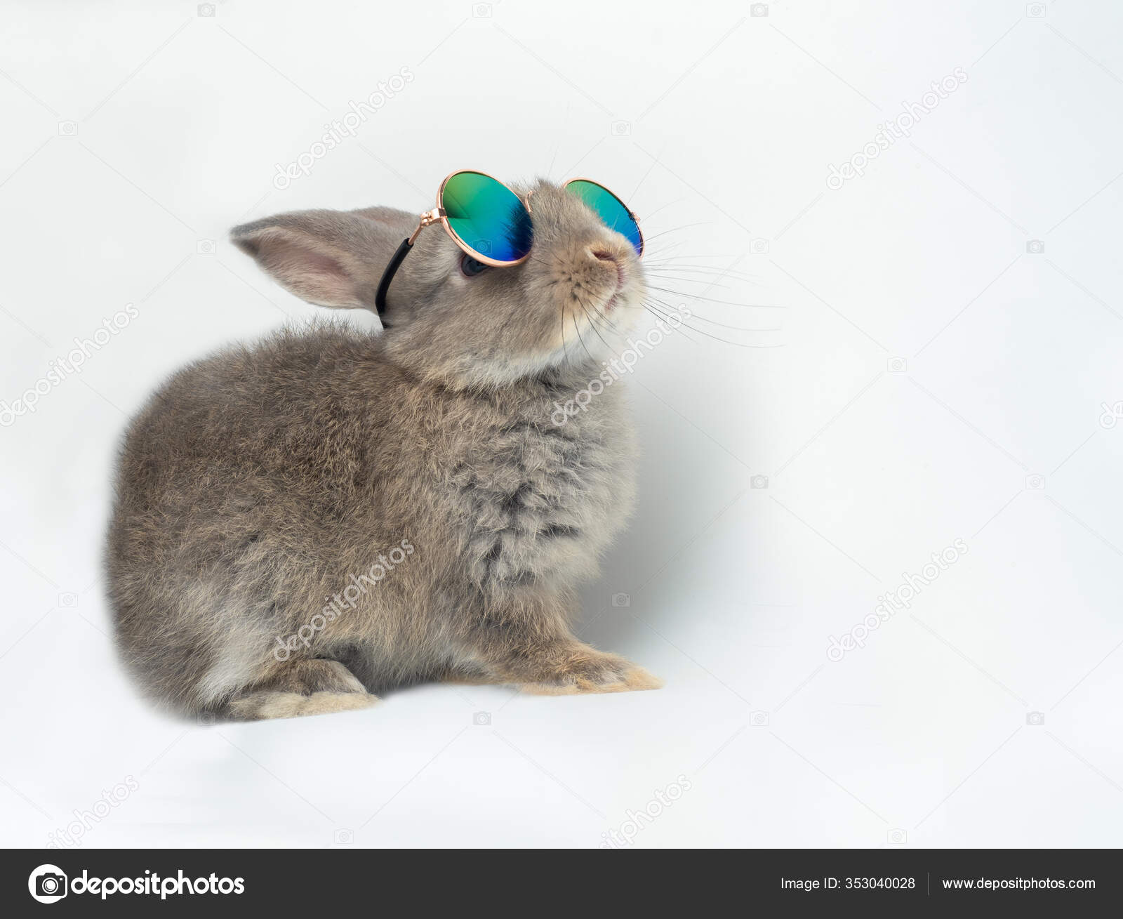 Rabbit Wearing Sunglasses