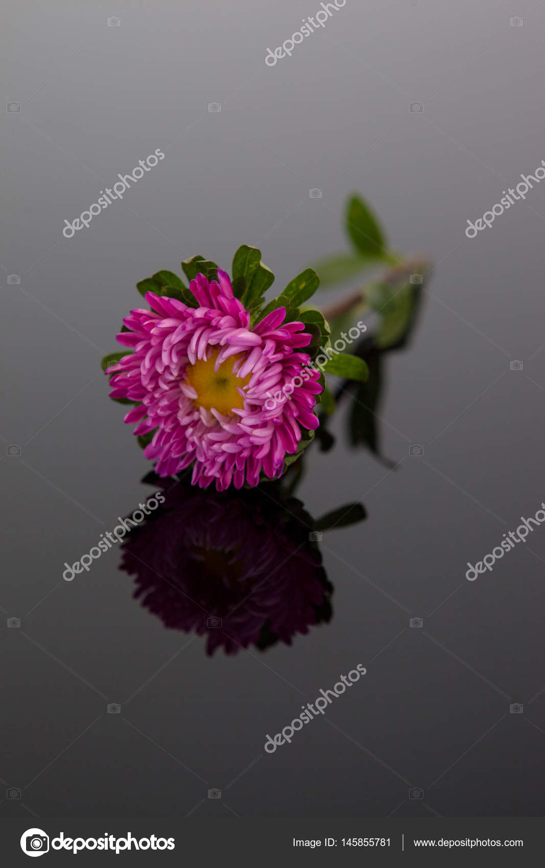 Single flower on black background Stock Photo by ©Wavebreakmedia 145855781