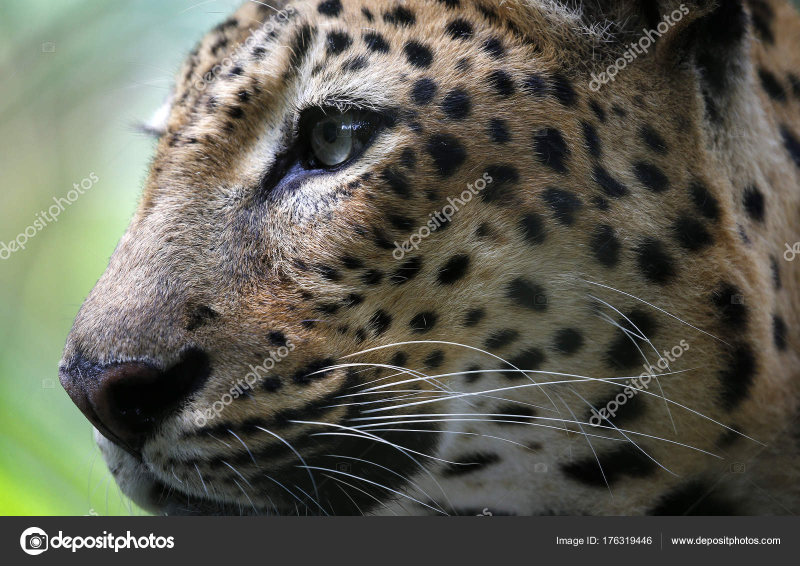 Close Leopard Sitting Wood Bench Park Kuala Lumpur July 2017 — Stock ...