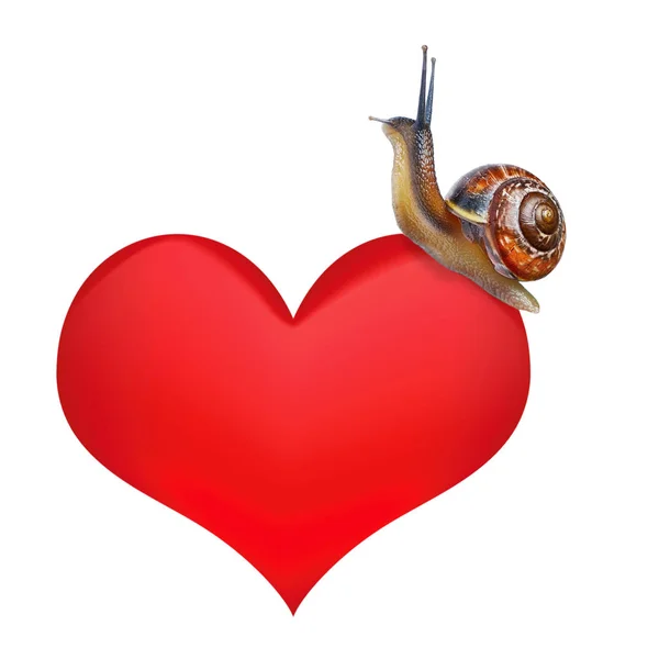 Snail and heart Stock Photos, Royalty Free Snail and heart Images ...