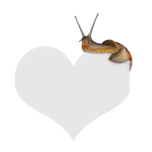 Snail and heart Stock Photos, Royalty Free Snail and heart Images ...