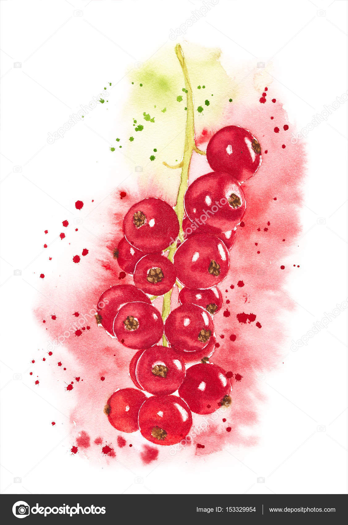 Watercolor red currant Stock Photo by ©Natalyka 153329954