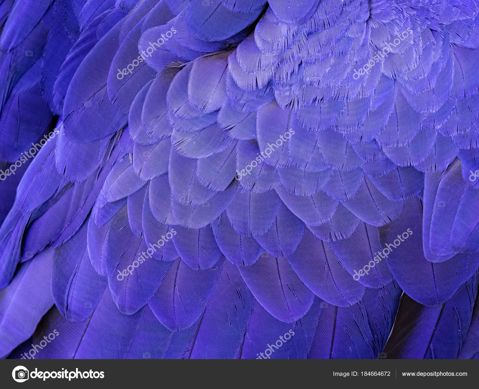 Purple Hyacinth Macaw