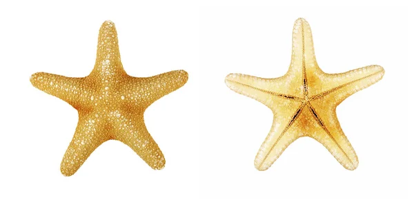 Starfish types and characteristics Stock Photos, Royalty Free Starfish ...
