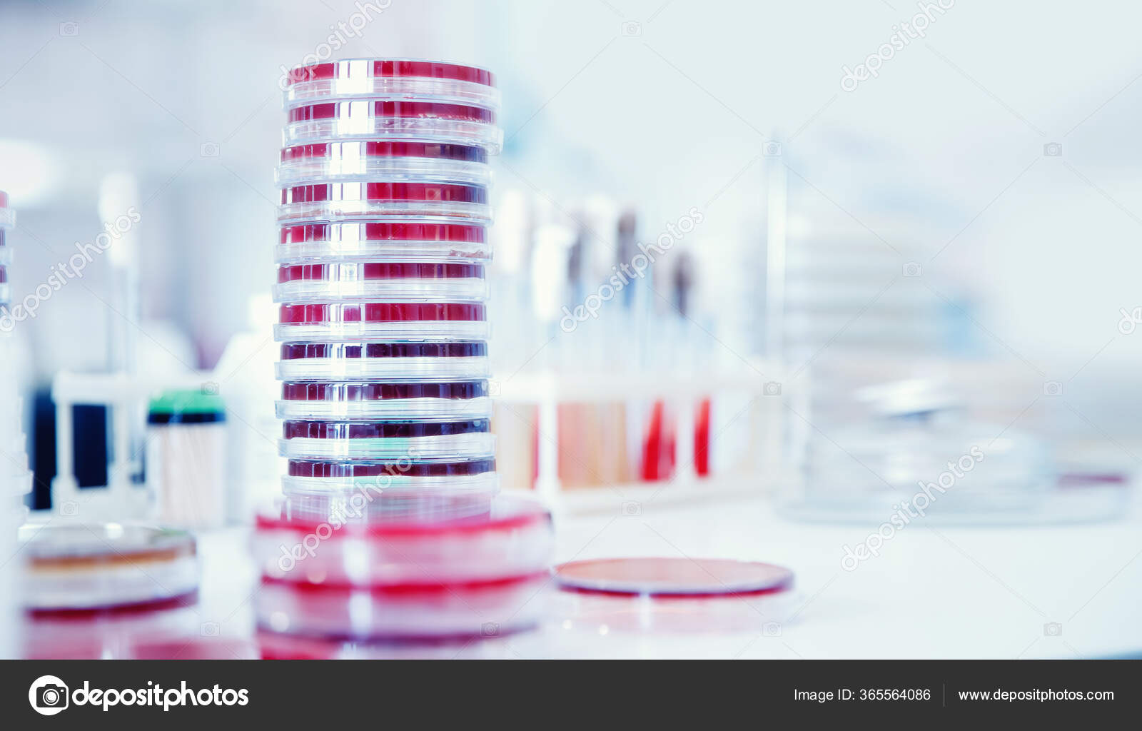 Microbiology laboratory agar plate full of micro bacterias and ...