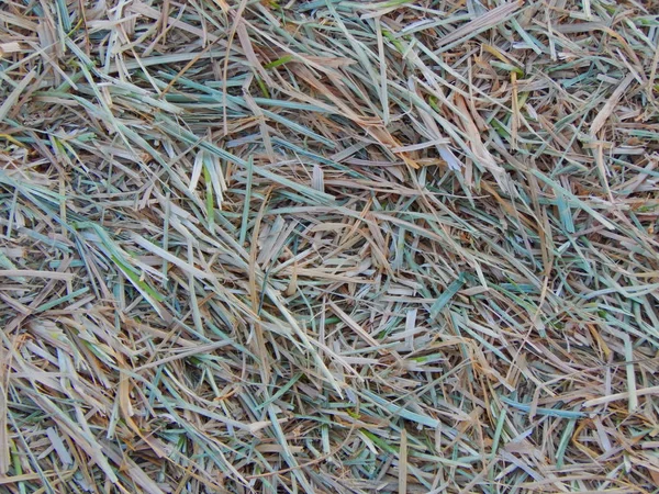 Ryegrass Stock Photos, Royalty Free Ryegrass Images | Depositphotos