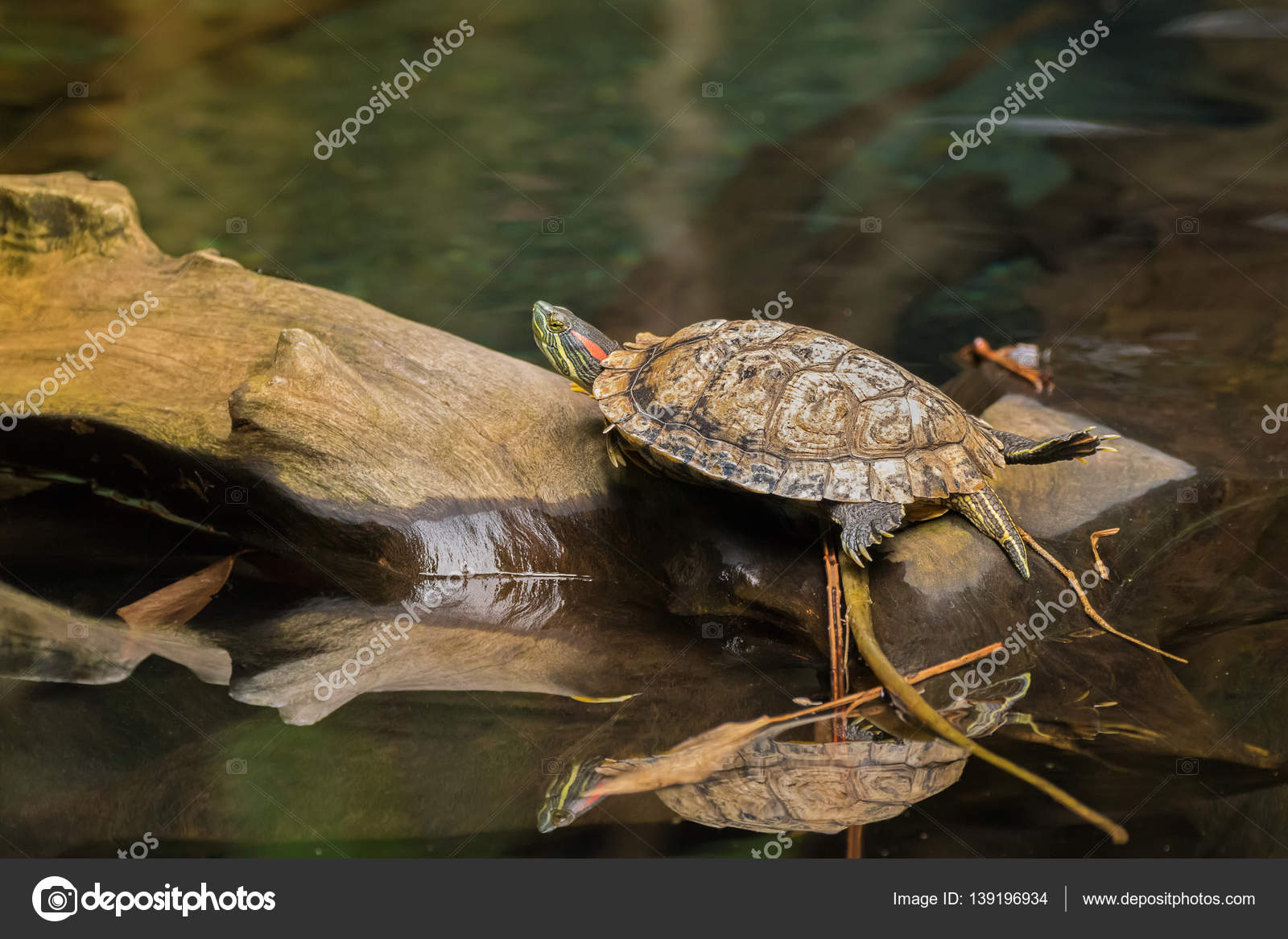 Red-eared slider, red-eared terrapin turtle with red stripe near ears ...