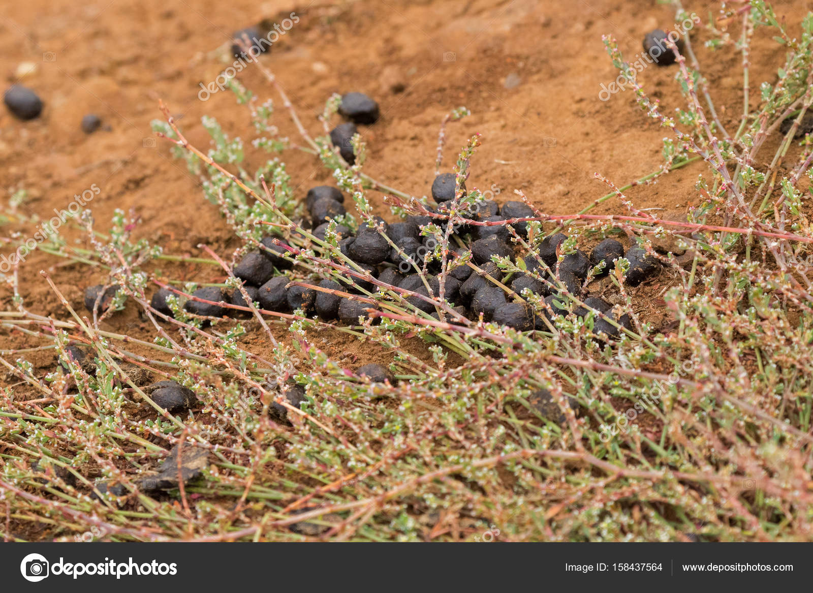 Duck-billed Platypus leaving poop, feces on grass in Tasmania ...