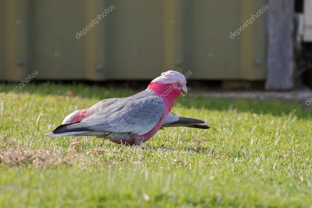 Galah bird (Cacatúa de pecho rosa) pájaro rosado con cara de rosa ...