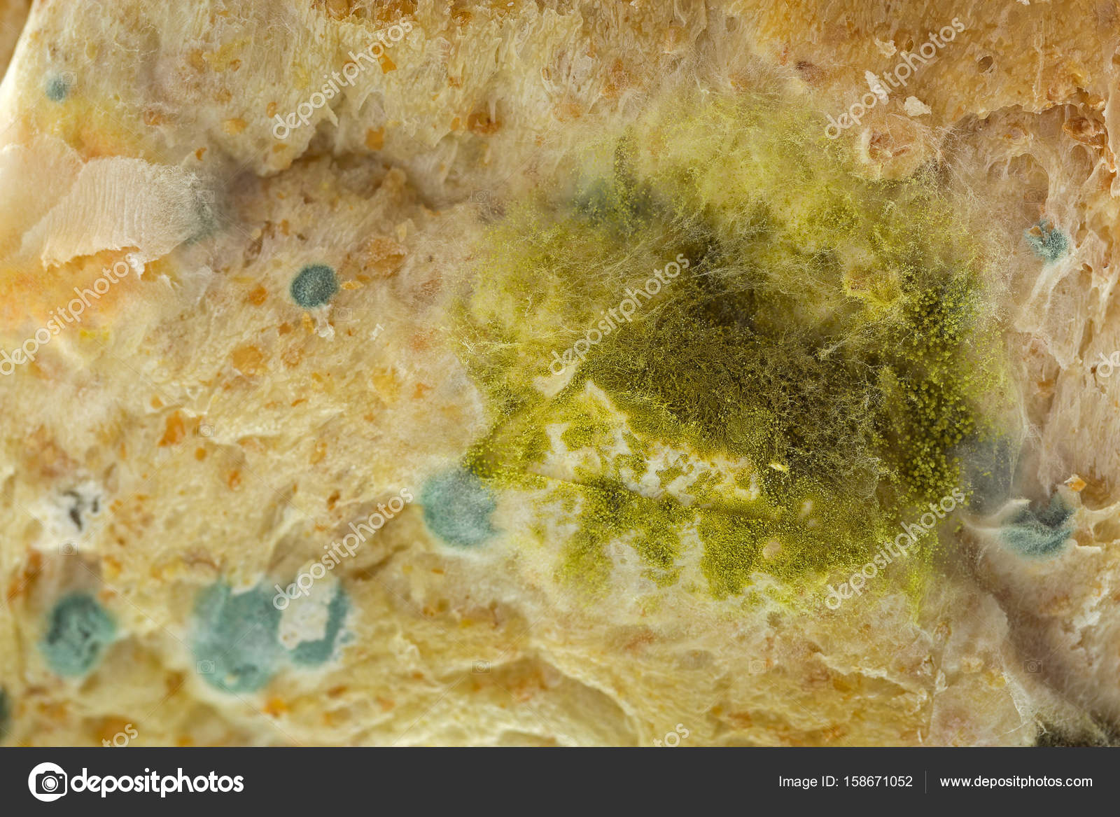 Yellow blue molds on molded old wholewheat bread Stock Photo by ...