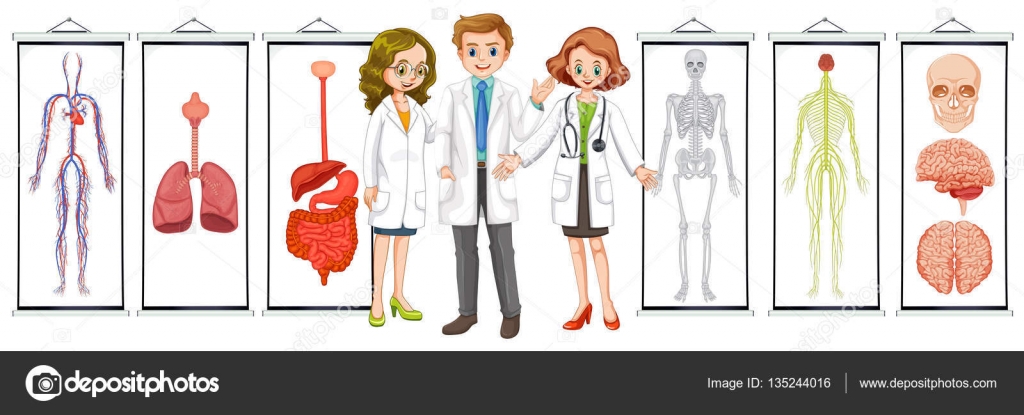 Three doctors and different human system diagrams Stock Vector Image by ...