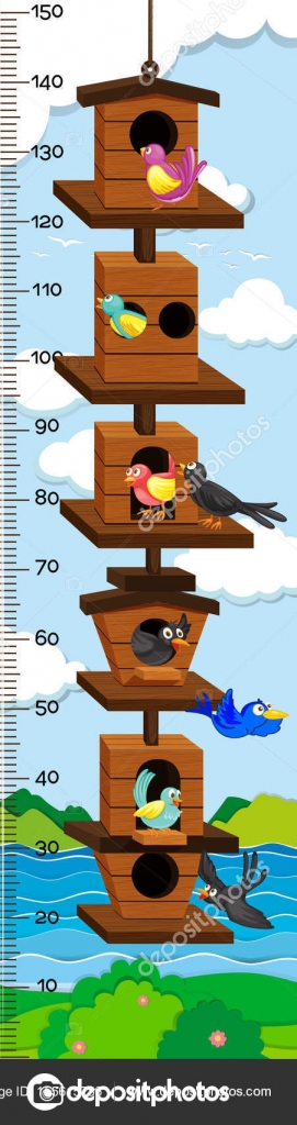 Growth mearsuring chart with birds in birdhouse Stock Vector Image by ...