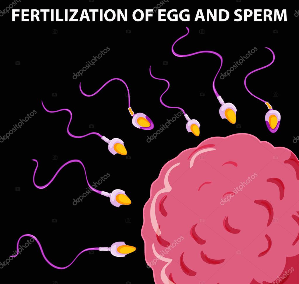 Diagrama que muestra la fertilizaci n de vulos y esperma 2024