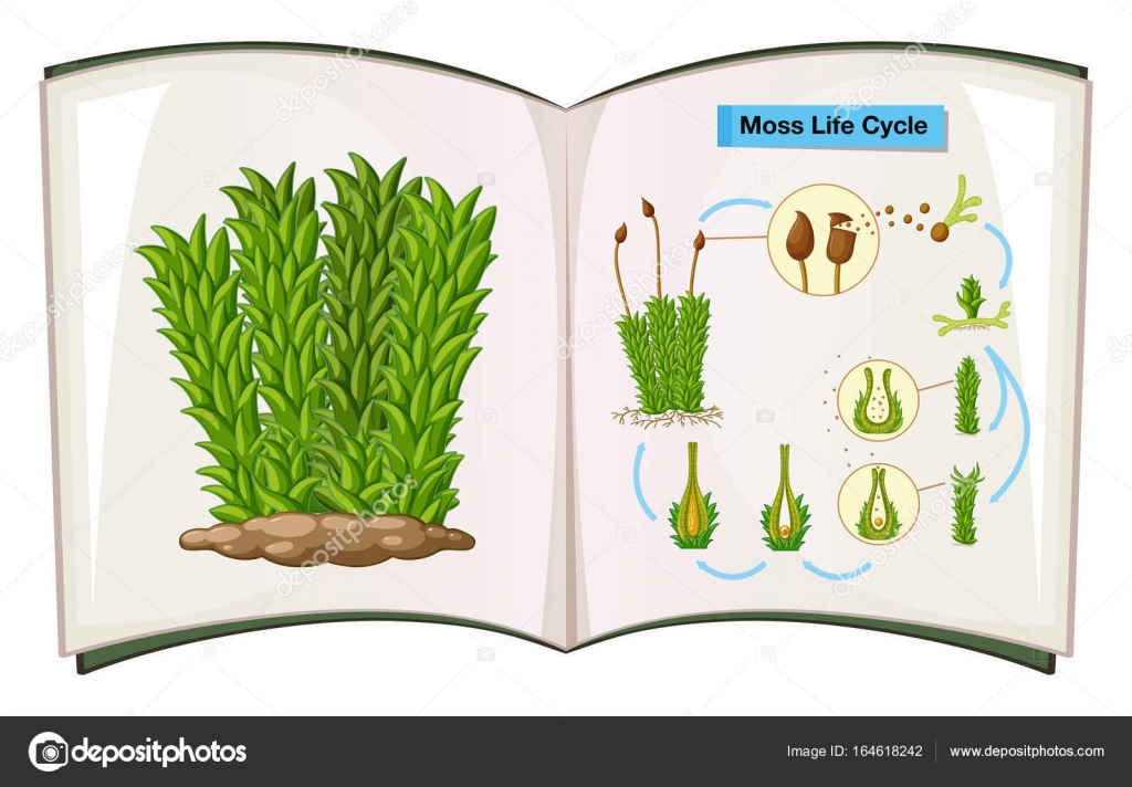 Book showing life cycle of moss Stock Vector Image by ©interactimages #164618242