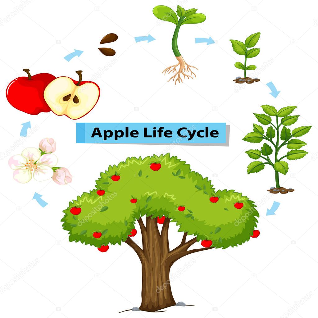 Diagram showing life cycle of apple