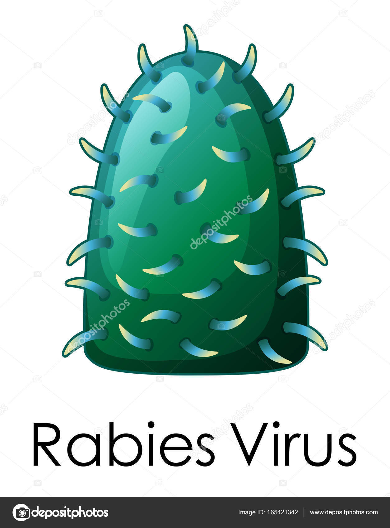 Close structure of rabies virus Stock Vector by ©interactimages 165421342