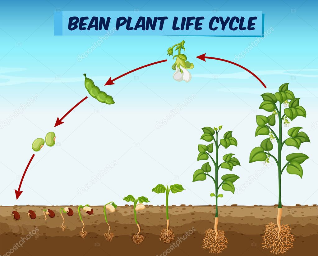 Diagrama que muestra el ciclo de vida de las plantas Vector de stock ...