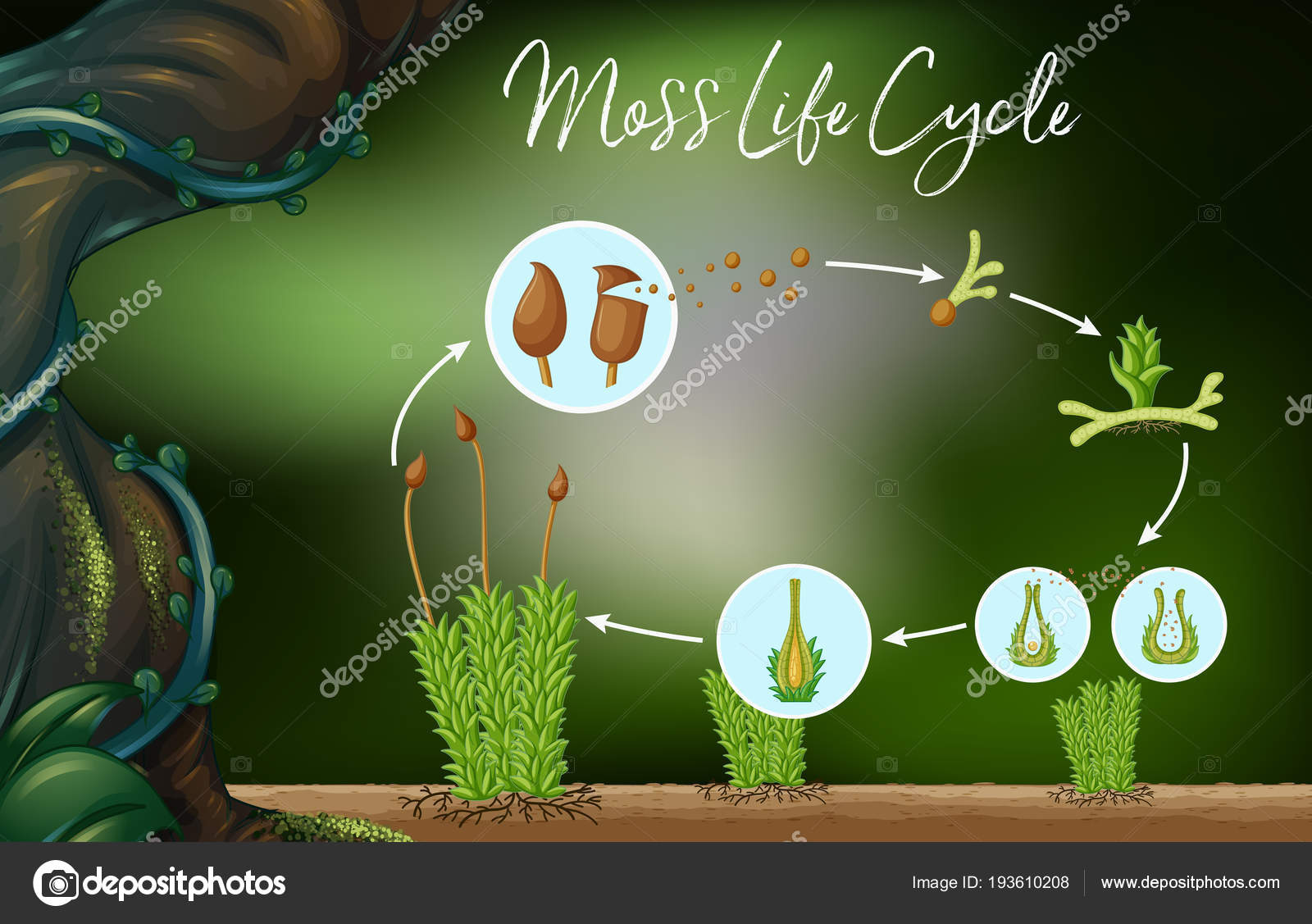 Simple Moss Life Cycle Diagram