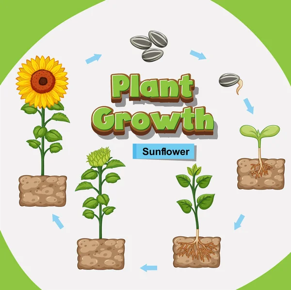 Sunflower Life Cycle Diagram