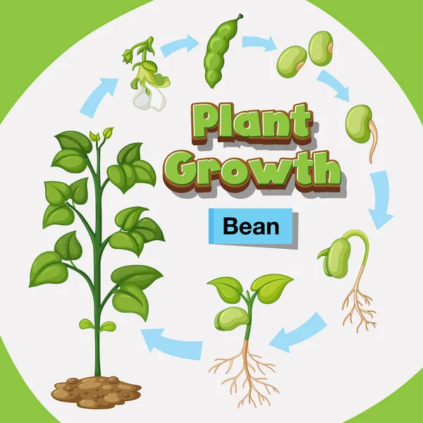 Diagram Showing How Plants Grow Seed Sunflower Illustration Stock ...