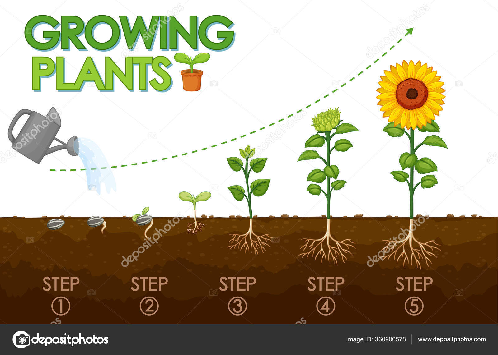 Diagram Showing How Plants Grow Seed Sunflower Illustration Stock ...