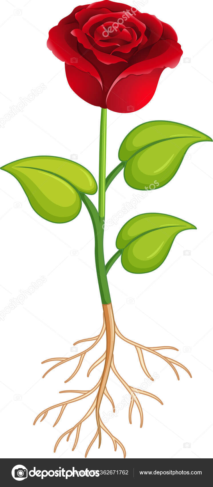 Röd Ros Blomma Med Gröna Blad Och Rötter Vit Bakgrund — stockvektor av ...