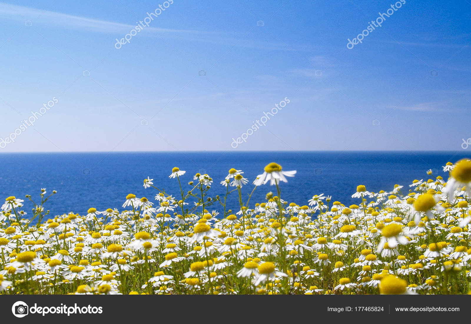 Sea Daisies Information