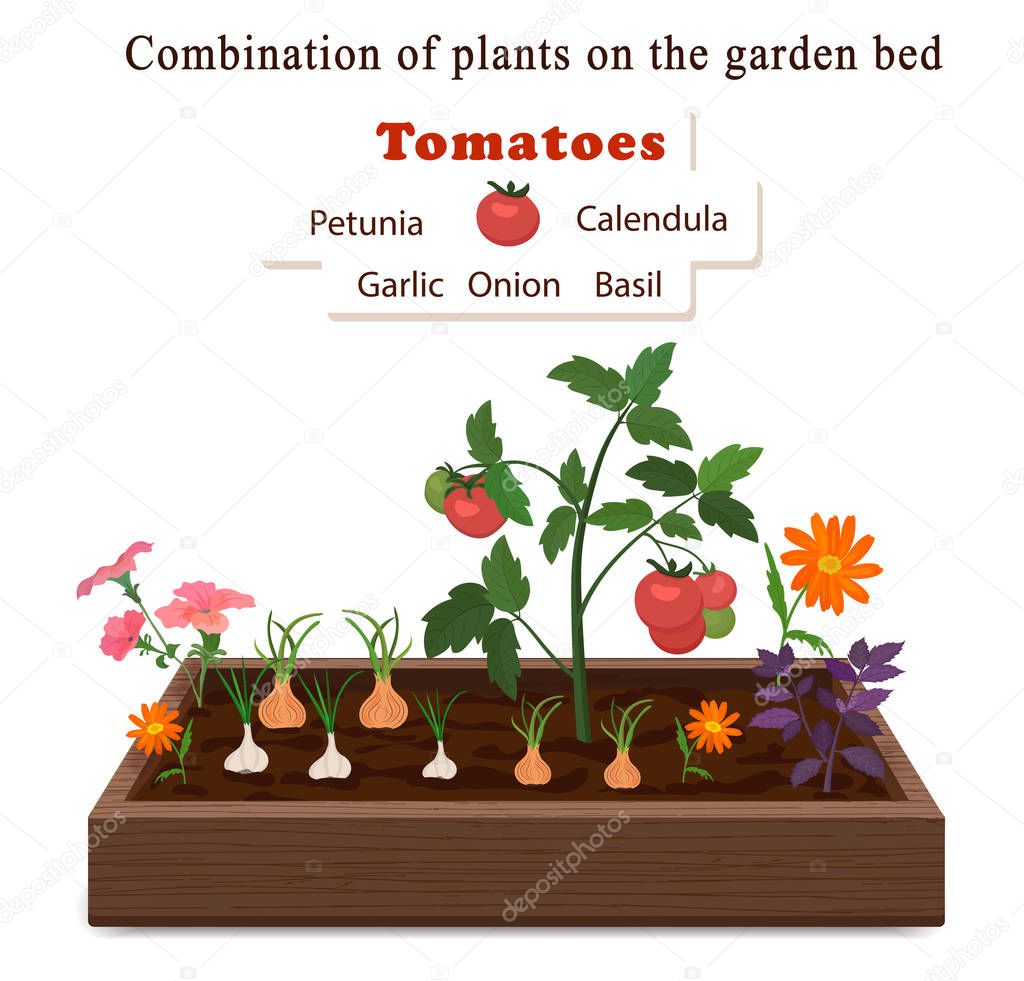 Cultivar verduras y plantas en una cama. Tomates, cebollas, ajo, flores ...