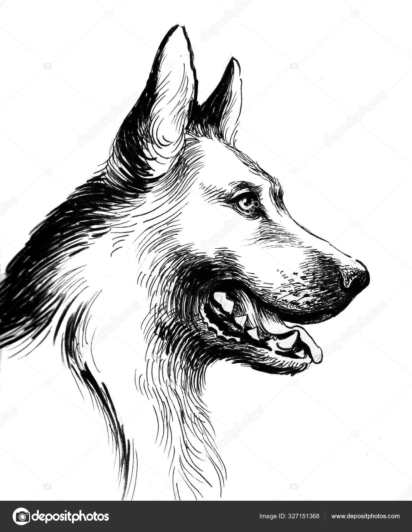 Black And White German Shepherd Drawing