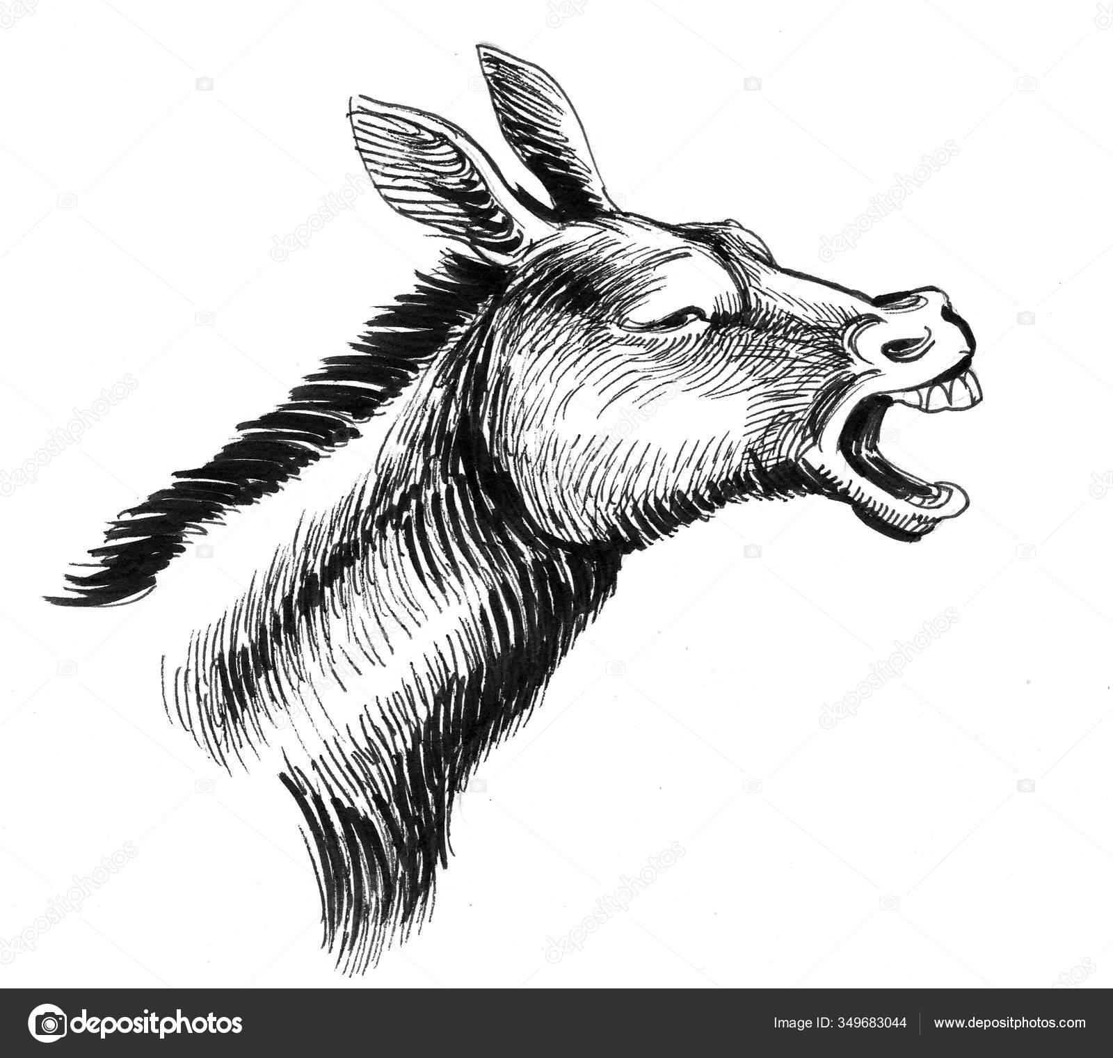 Burro Gritando Dibujo Blanco Negro Tinta Ilustración de stock ...